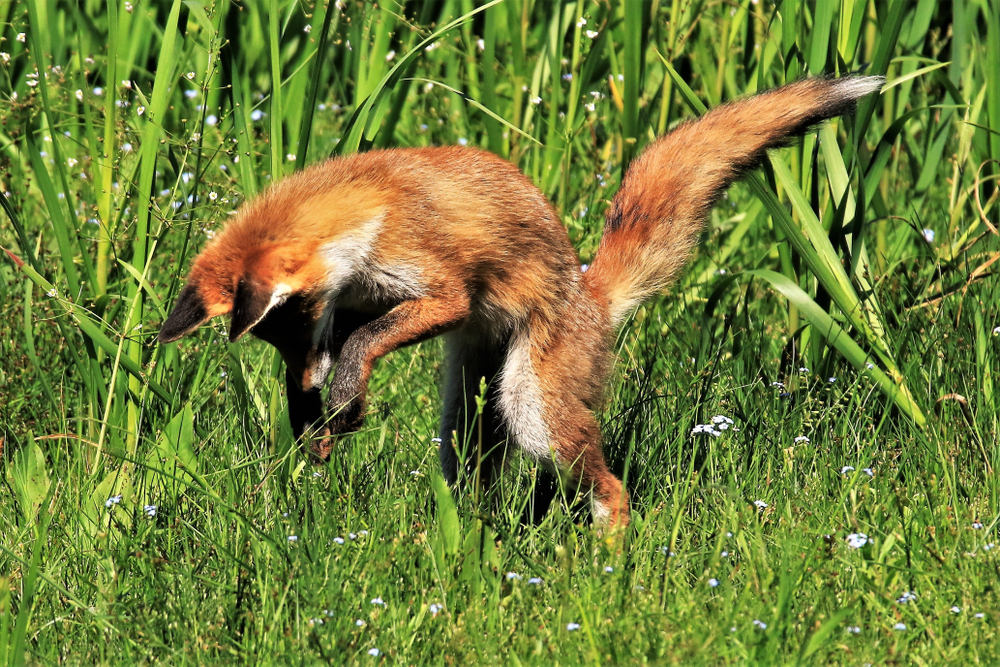 Ear offers clue to hunting style of prehistoric dog - Earth.com