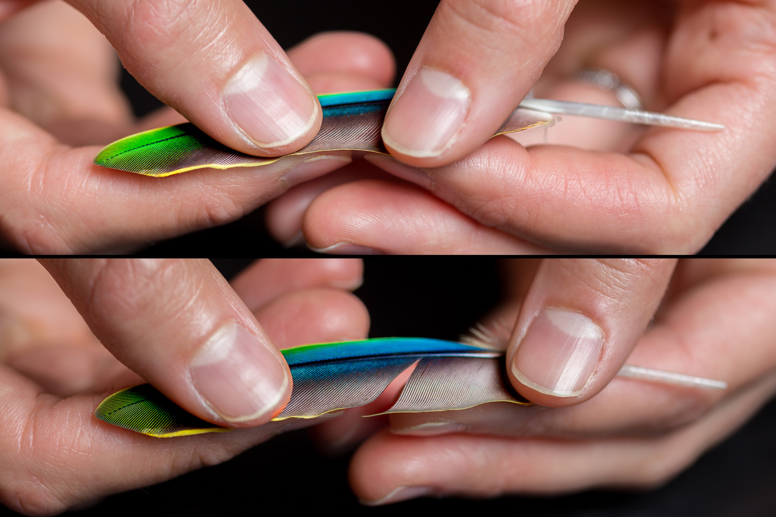 Bird feathers may be the new Velcro, inspiring new adhesives - Earth.com