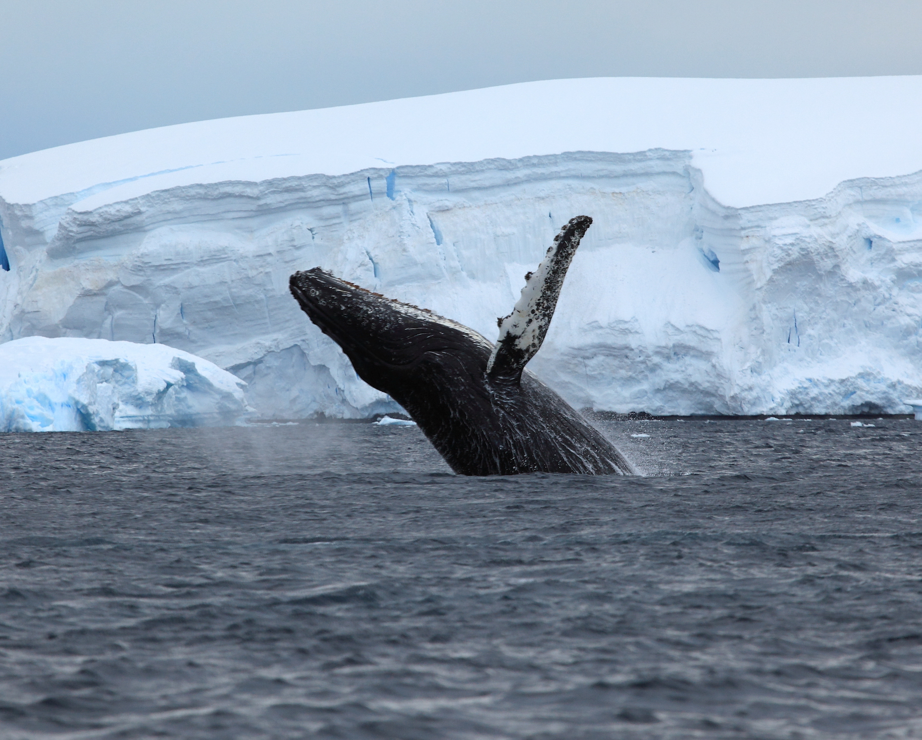 Why warm-blooded marine predators thrive at the poles - Earth.com