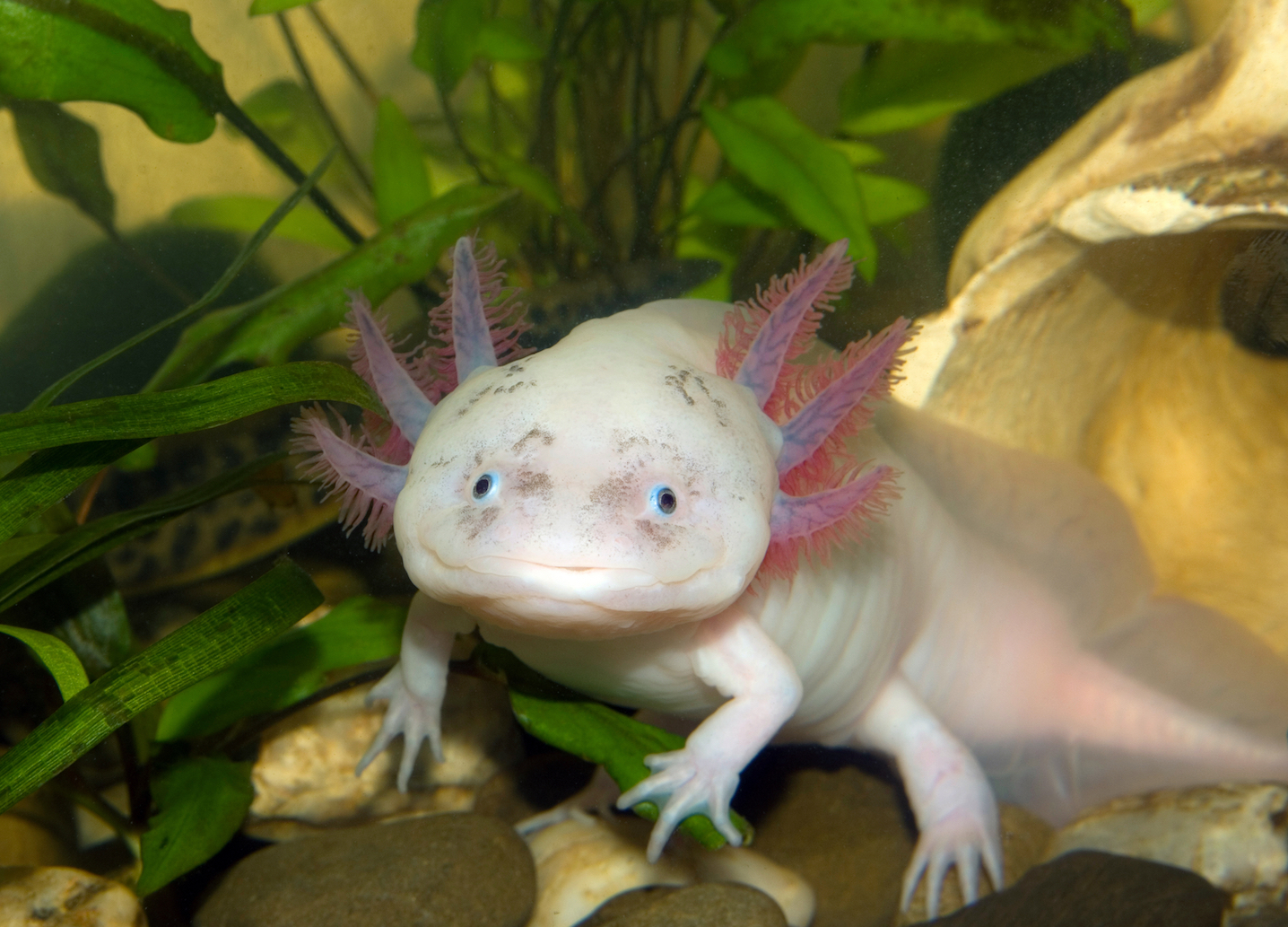 Studying salamanders could open the door to human regeneration - Earth.com