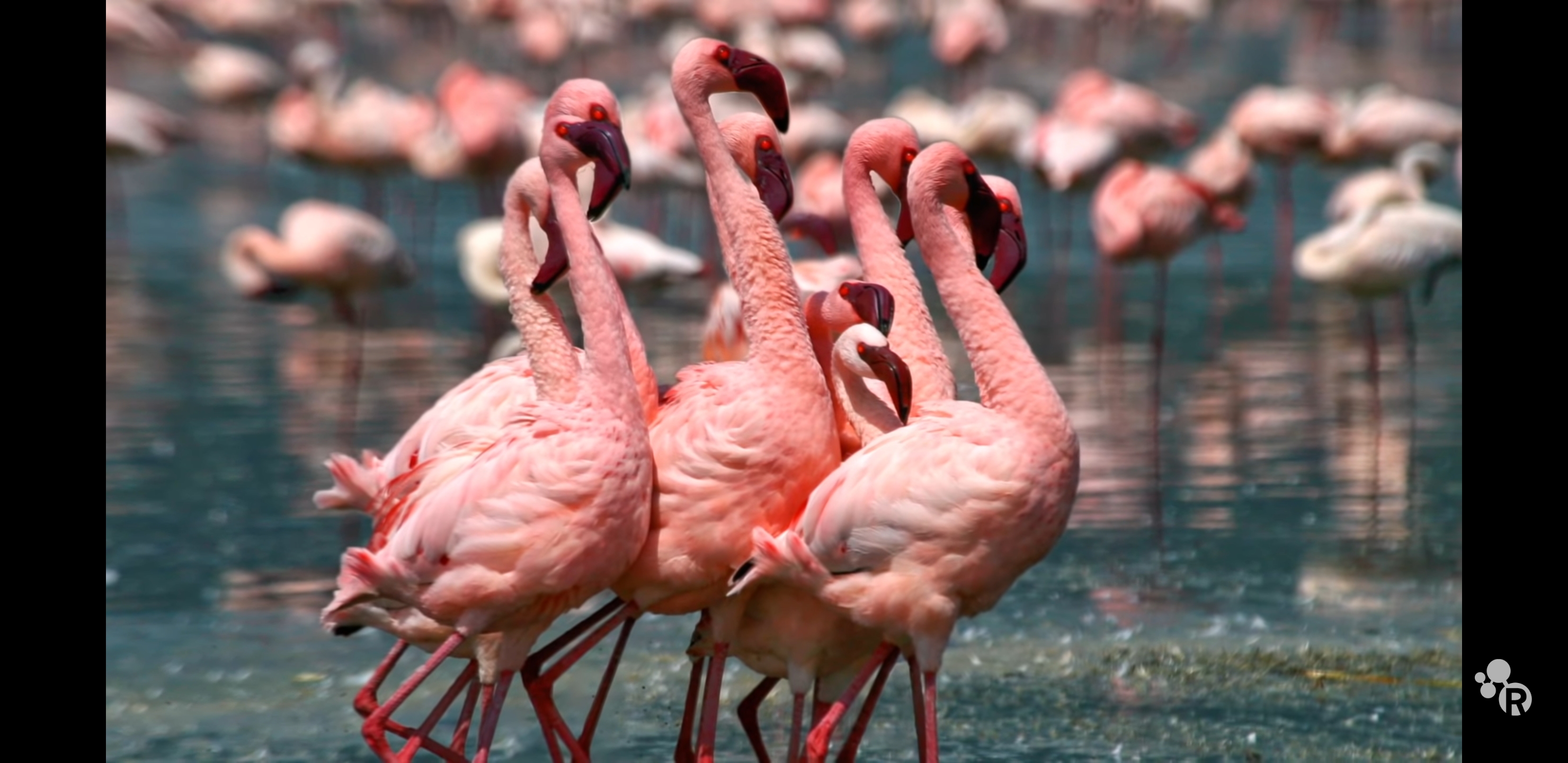 Flamingos live in some of the world's harshest places - Earth.com