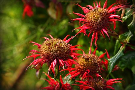 8 Edible Flowers That Taste Great In Salads - Earth.com