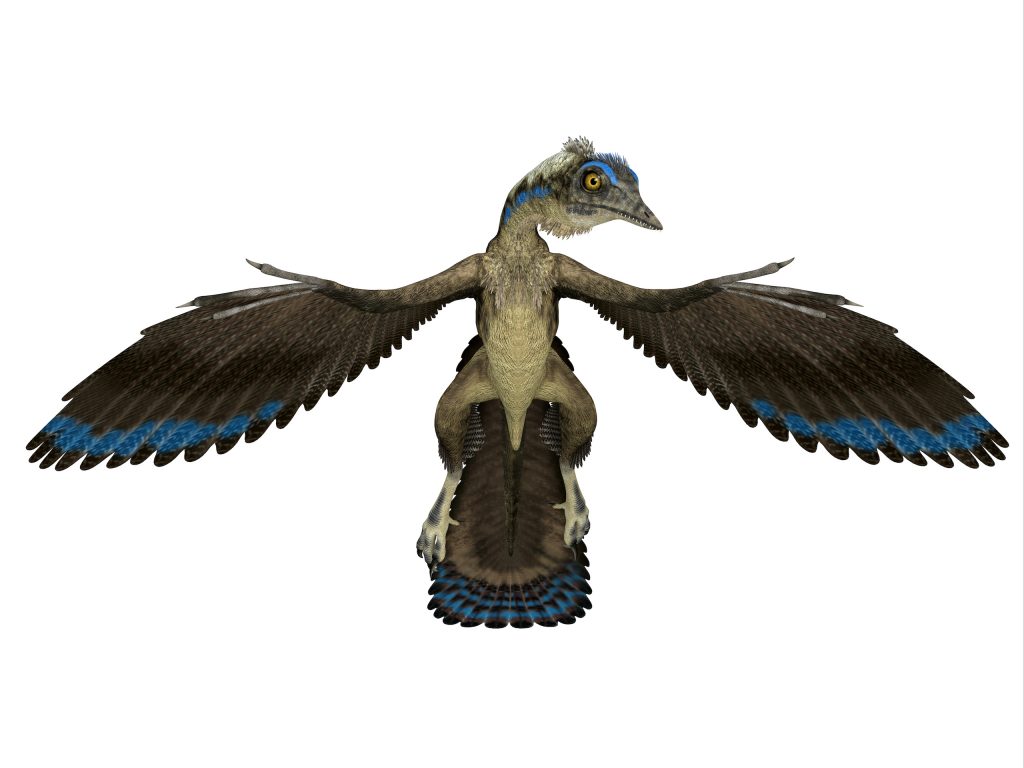 First fossil feather ever discovered did not belong to Archaeopteryx ...
