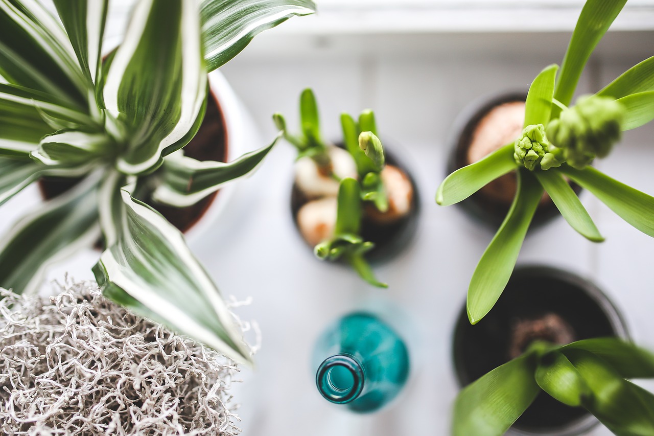 Houseplant Identification 101 Identify Plants In Your House Earth
