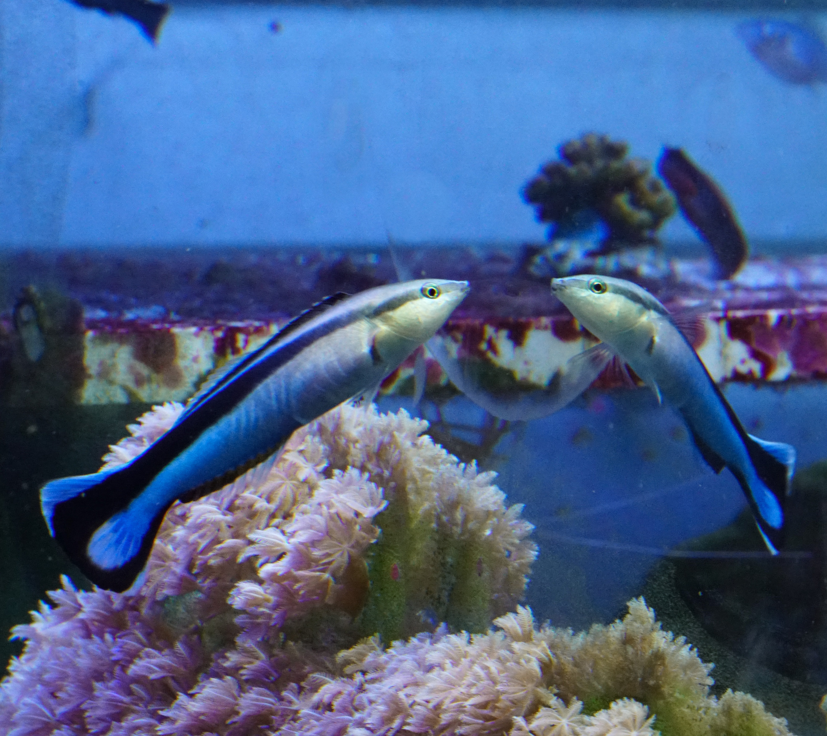 Can fish recognize their own reflection? - Earth.com