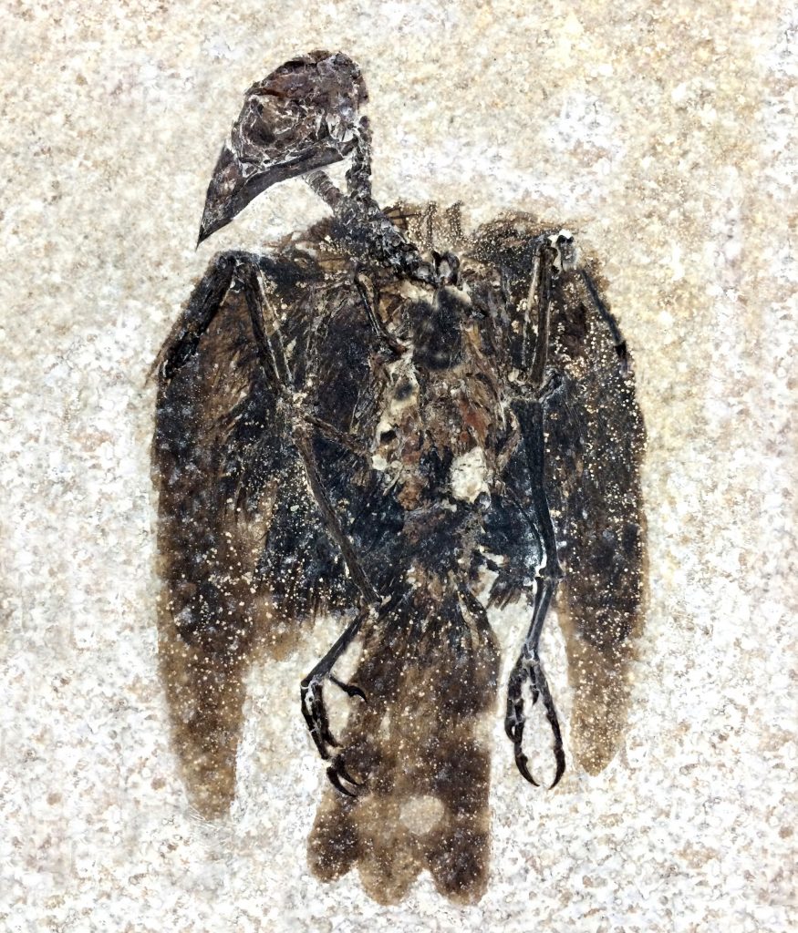 The earliest known perching bird found in Fossil Lake, Wyoming - Earth.com