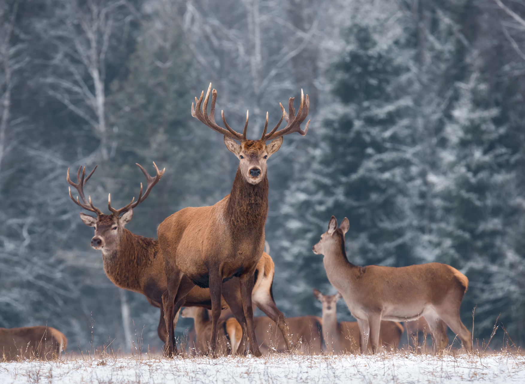 Bizarre “zombie” deer disease has now spread to 24 states - Earth.com