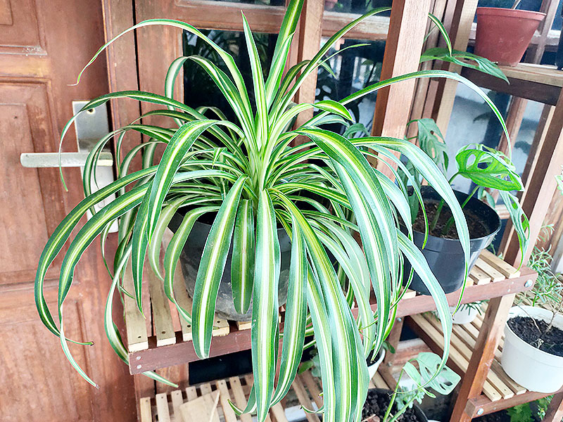 Houseplant Identification 101 Identify Plants In Your House Houseplant Identification 101 Identify Plants In Your House