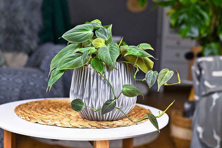 Houseplant Identification 101: Identify Plants in Your House - Earth.com
