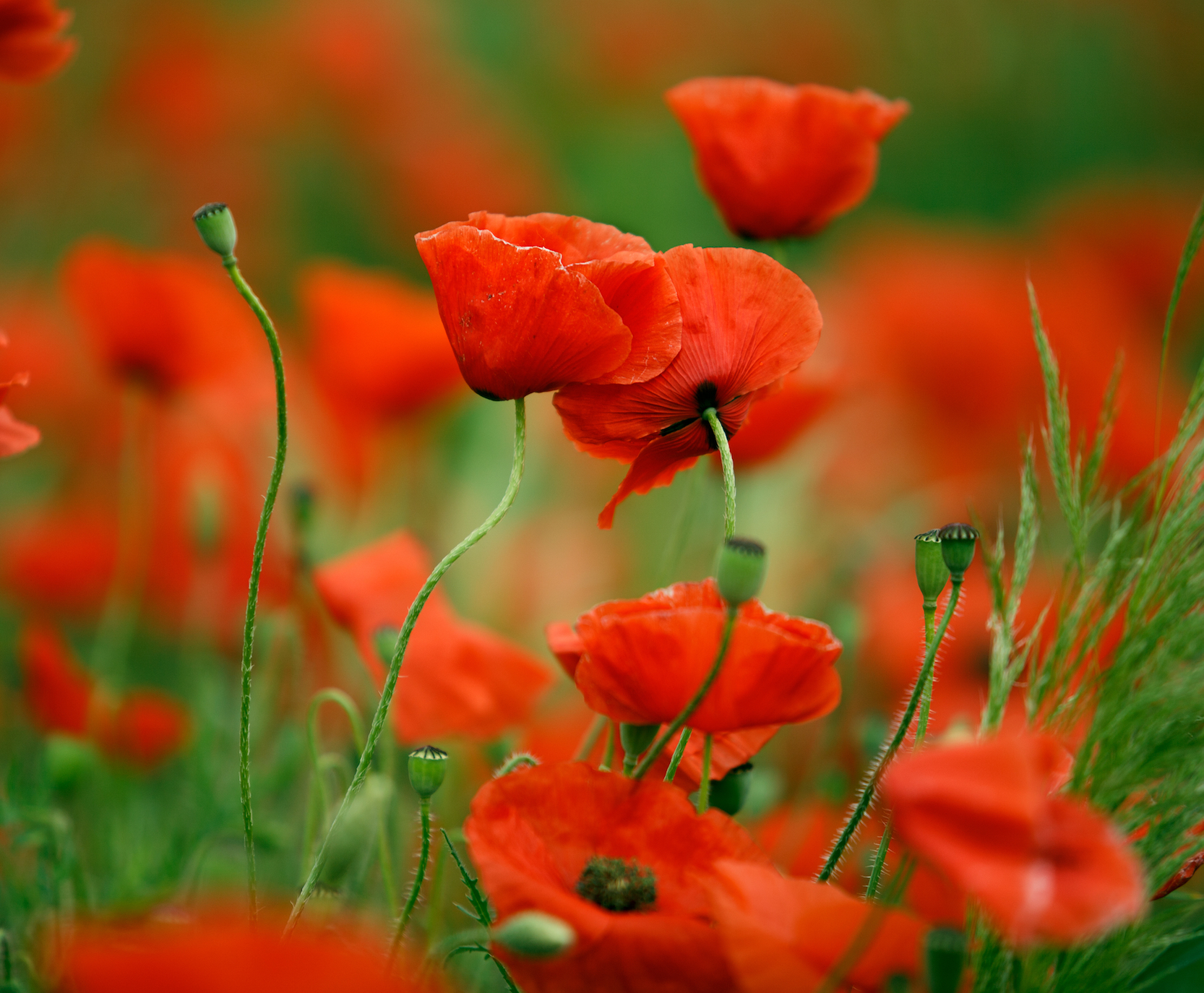 Poppy Flowers Are Bright And Splashy Here s Why Earth