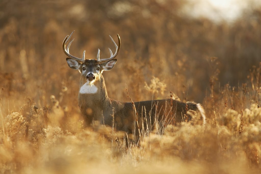White-tailed deer behavior shapes the acoustics of their habitat ...