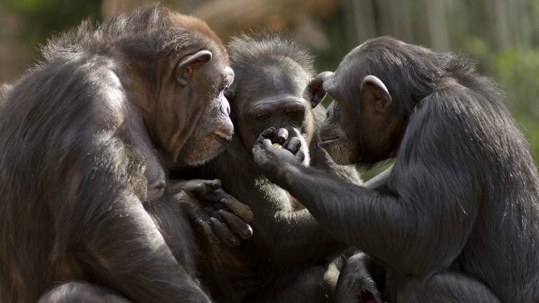 Chimpanzees communicate using the same laws as human language • Earth.com