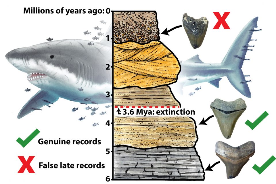 Megalodon shark went extinct a million years earlier than thought ...