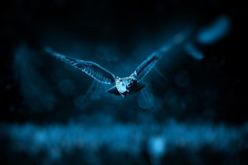 Why Are Some Animals Nocturnal? 5 Reasons Why - Earth.com