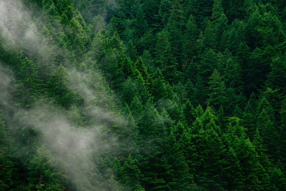 The global forest system can help predict future climate change • Earth.com