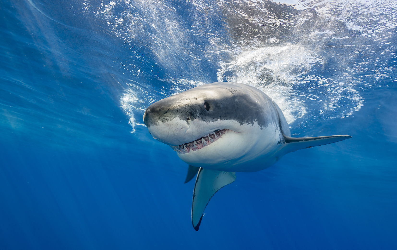 Slow-moving sharks are preparing to strike, just like in the movies