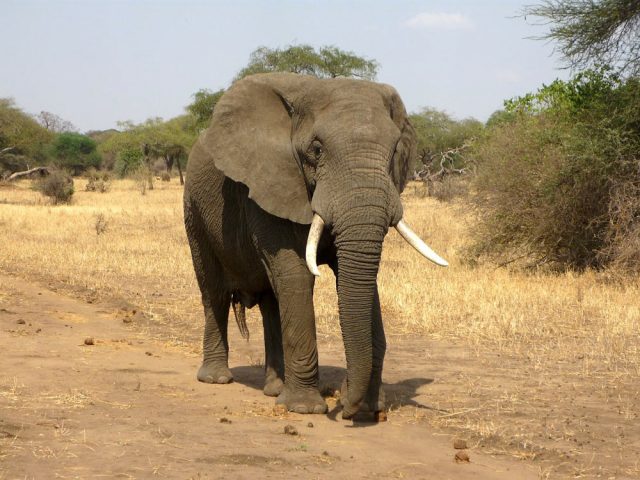 Are Elephants Endangered? - Earth.com - Earthpedia