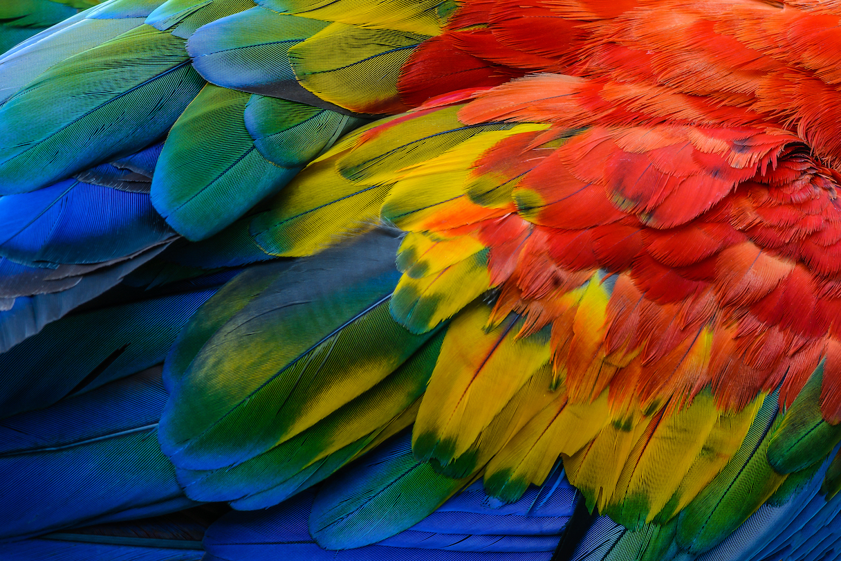 Birds Develop Feathers The Same Way We Develop Hair And Teeth Earth