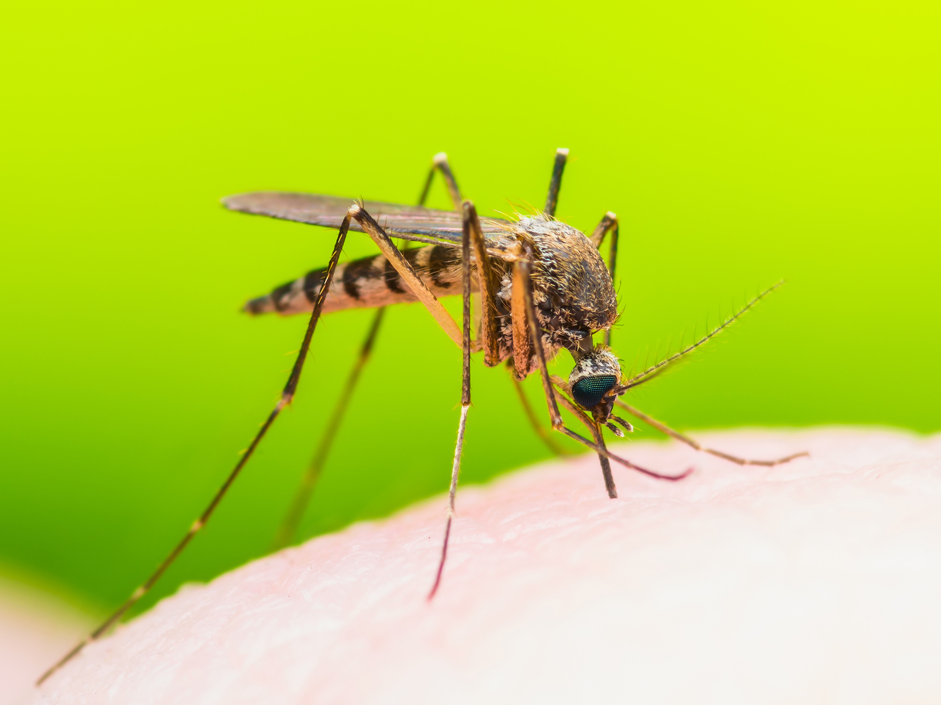 Genetically modified mosquitoes could help eradicate malaria - Earth.com