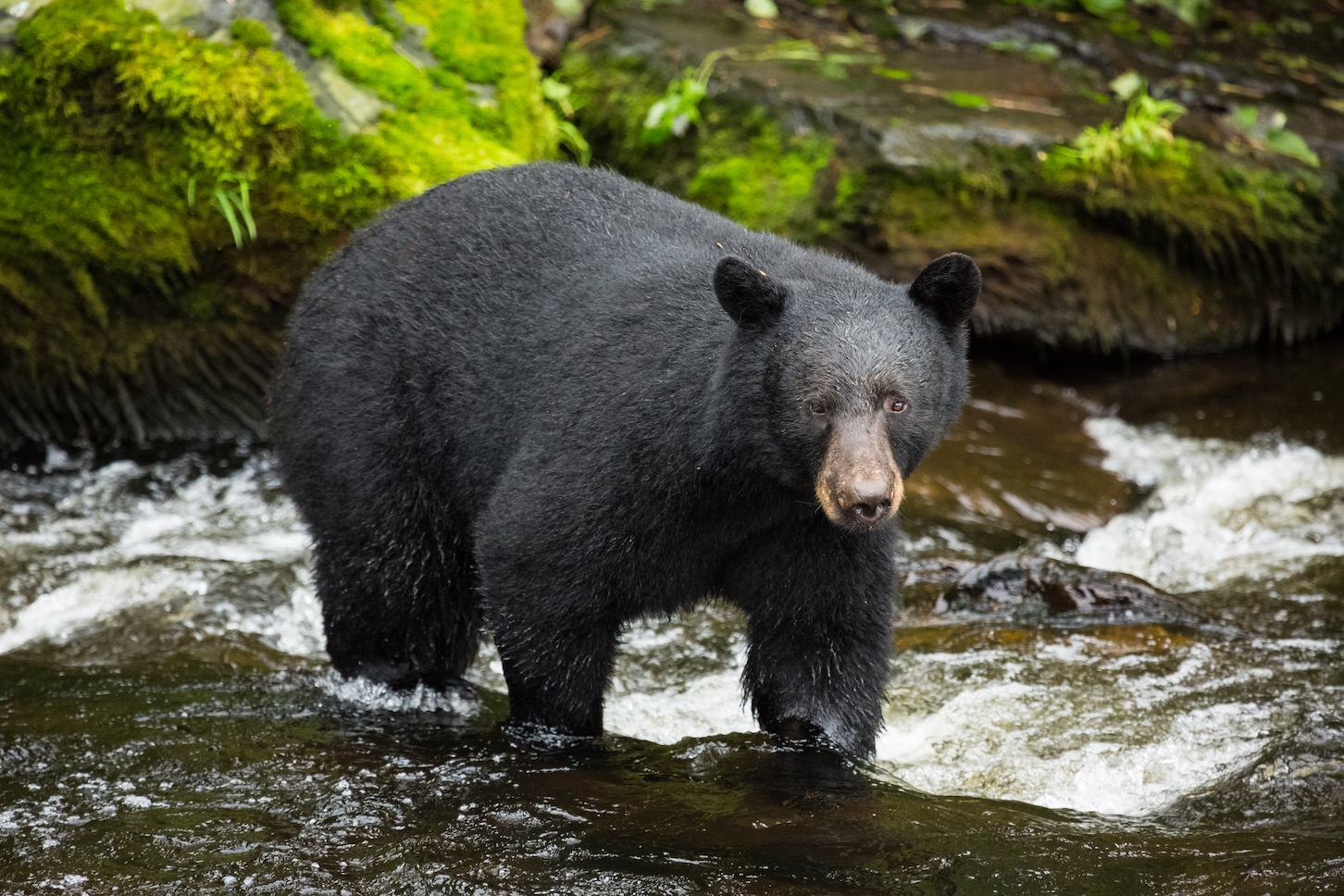 Human food makes bears hibernate for shorter periods and age faster