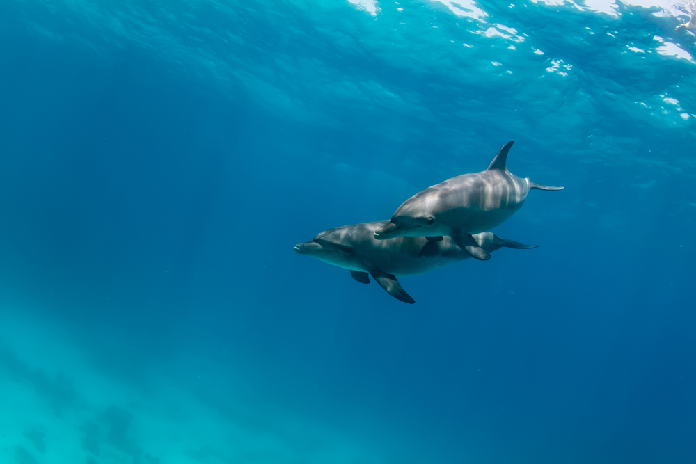 Male dolphins bond with their best bros for life - Earth.com