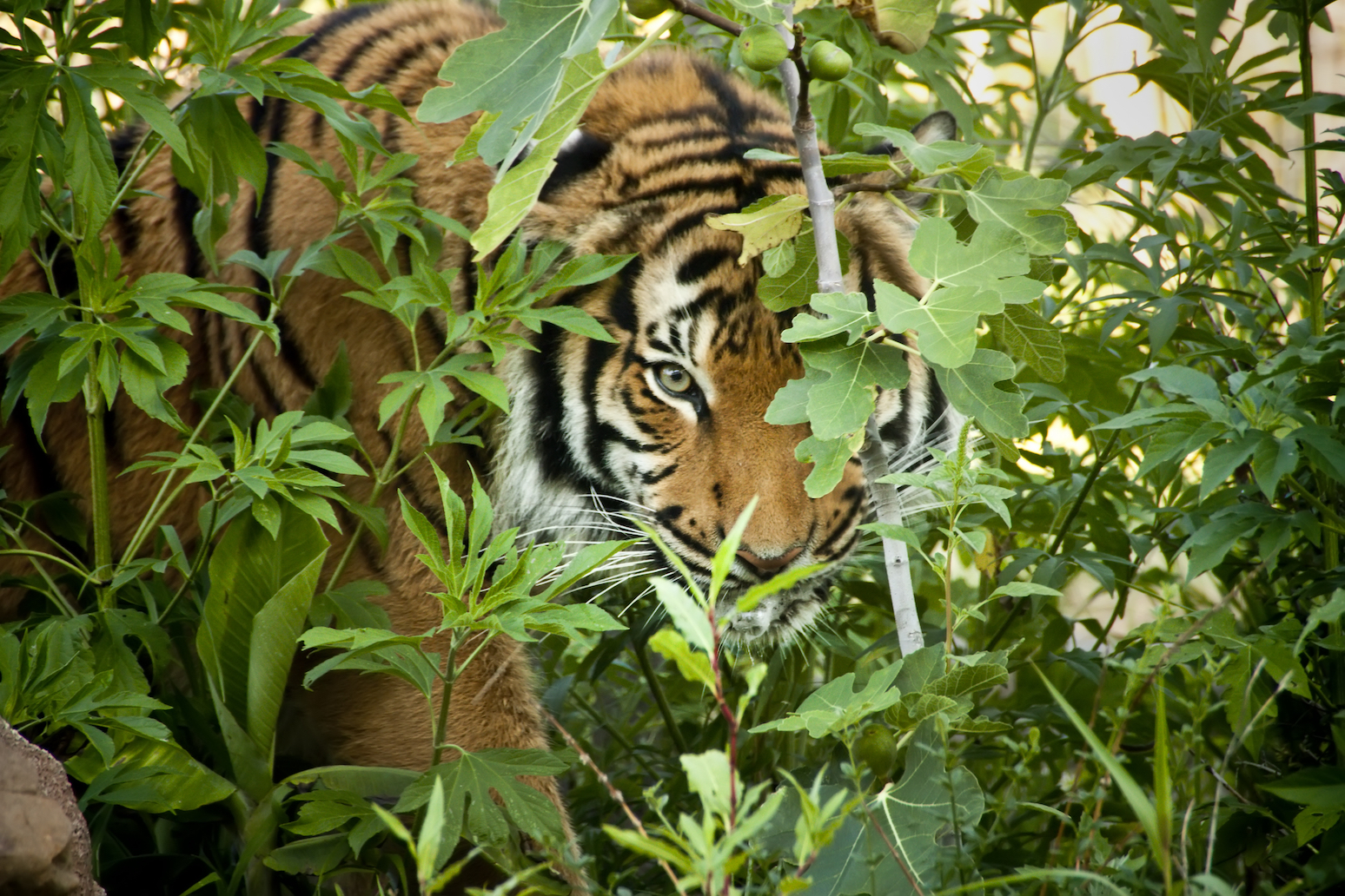 Recent tiger seizure illustrates pet tiger problem in the US - Earth.com