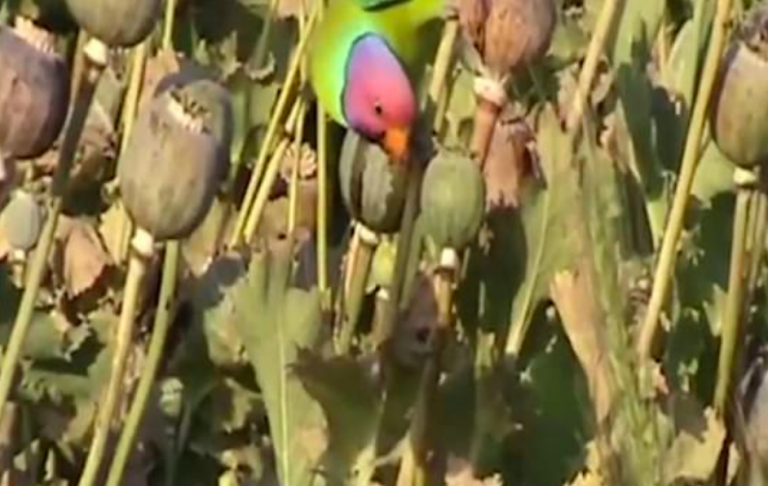 Wild parrots are destroying poppies to feed their opium addiction ...