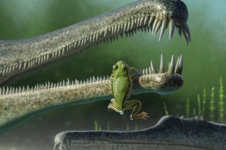 Scientists find fossils of the oldest known frogs in North America ...