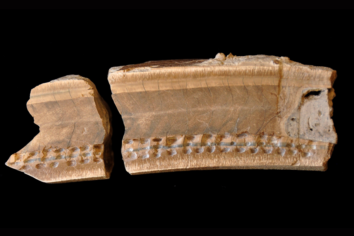 Fossilized tooth sheds light on the diet of the giant ground sloth ...