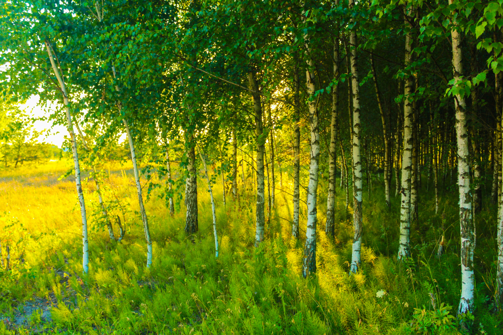Chinese Indian Tree Planting Programs Greening The Earth Earth