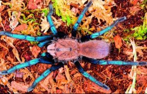 New species of tarantula found in Malaysia has electric blue legs ...