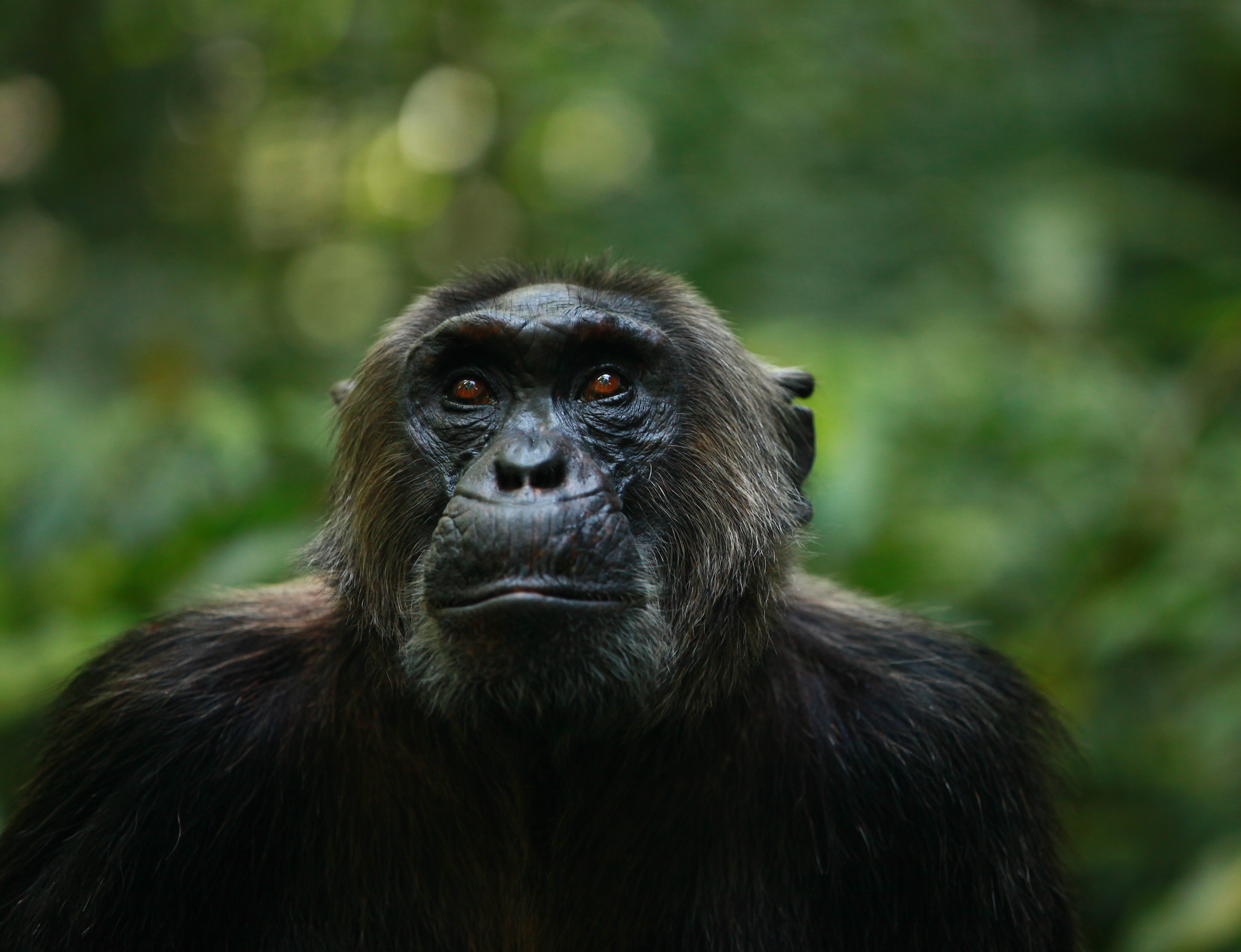 Chimpanzee behavioral diversity is reduced by human impact - Earth.com
