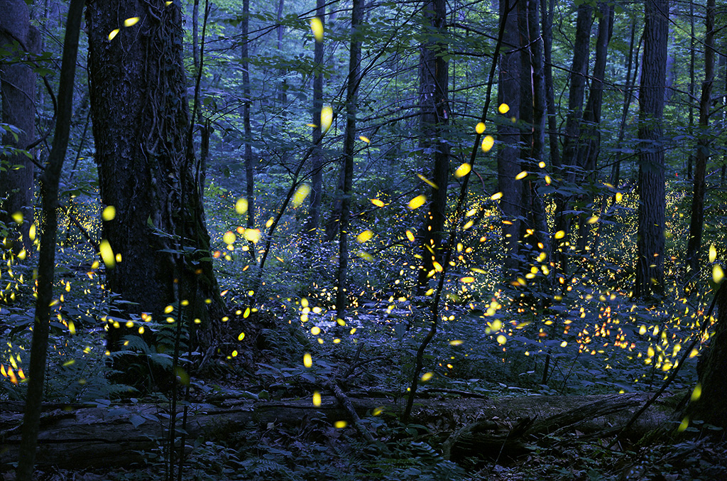 Flashing fireflies and the complexity of out-of-sync networks - Earth.com