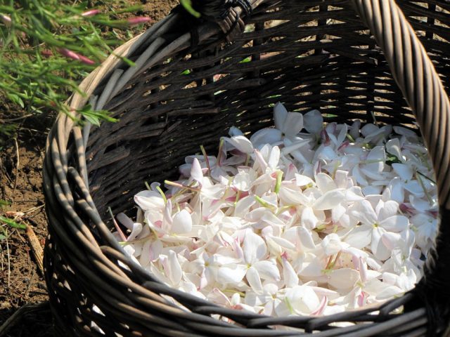 What's So Great About the Jasmine Flower? - Earth.com
