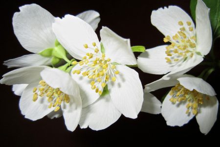 What's So Great About the Jasmine Flower? - Earth.com