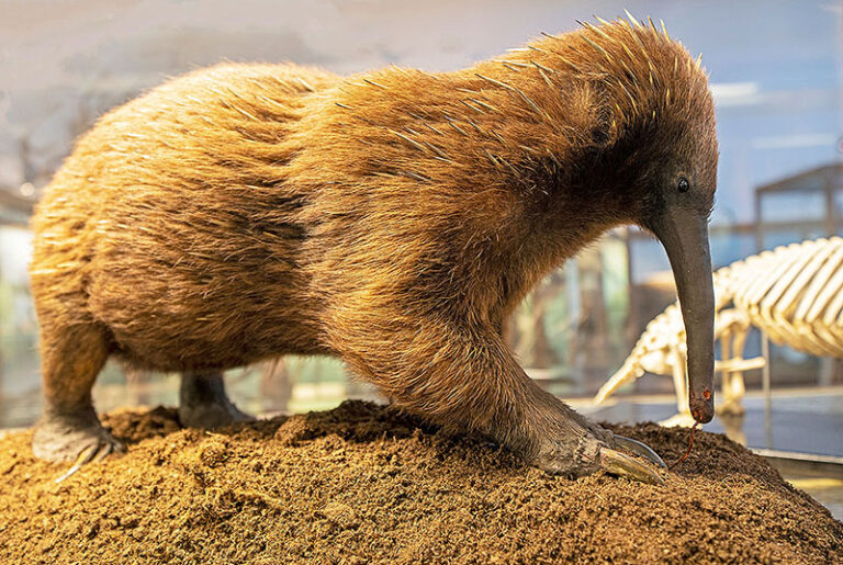 Do Egg-laying Mammals Exist? - Earthpedia - Earth.com