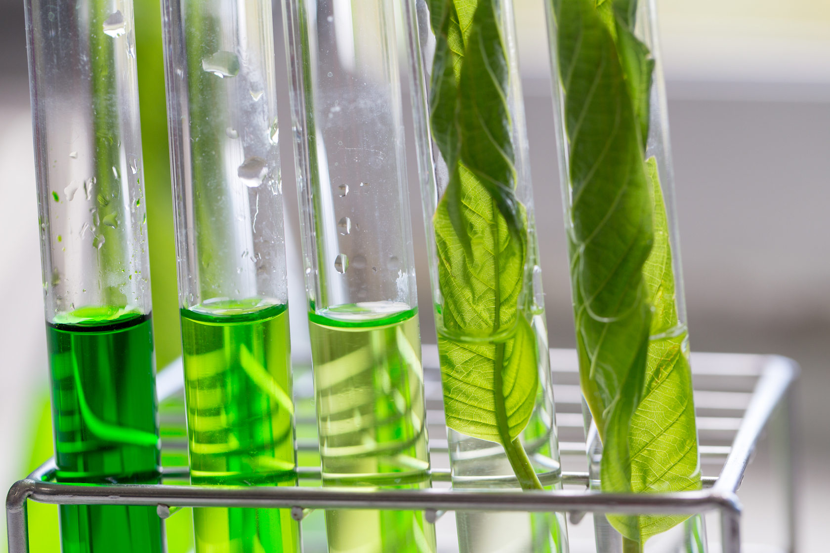 New Discovery Could Pave The Way For A Plant based New Discovery Could Pave The Way For A Plant based