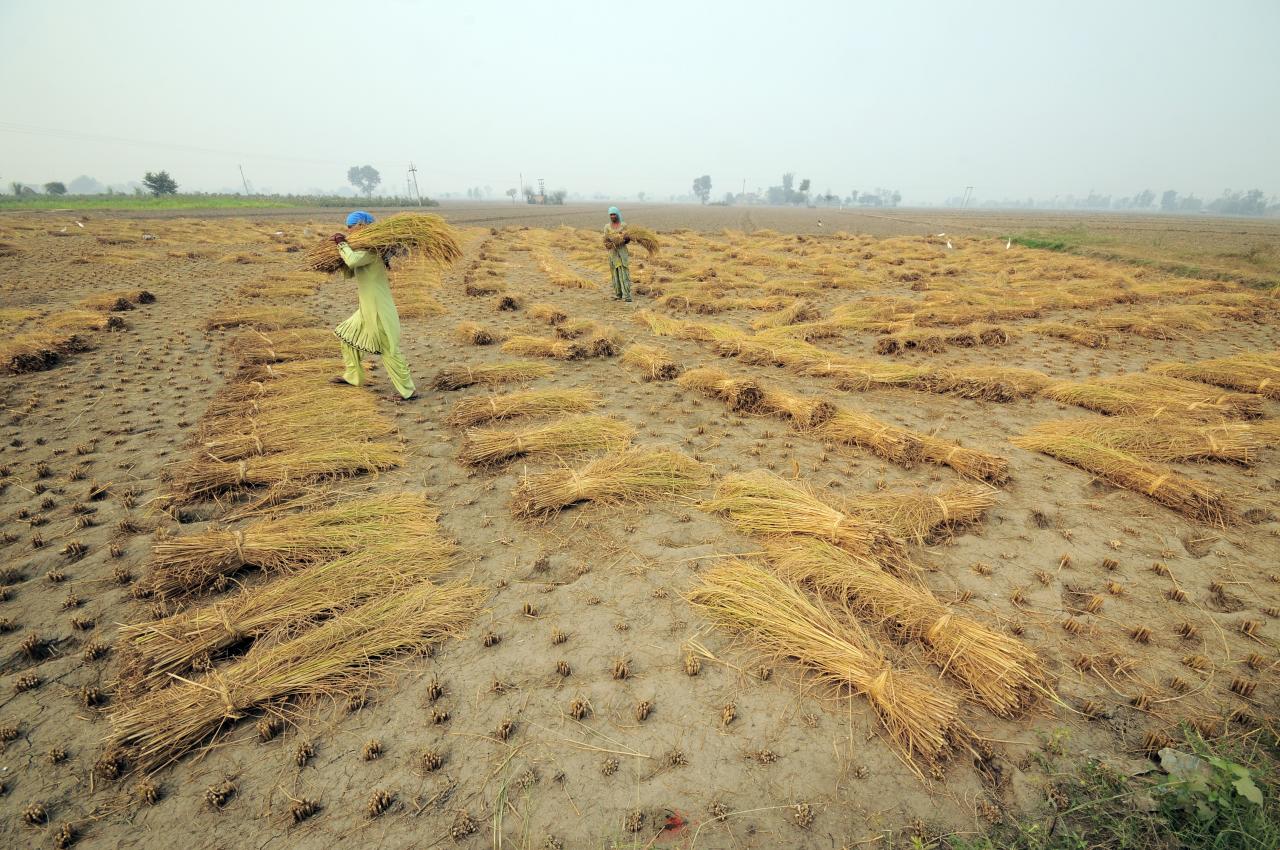 Changes in precipitation expected to impact vital crops worldwide