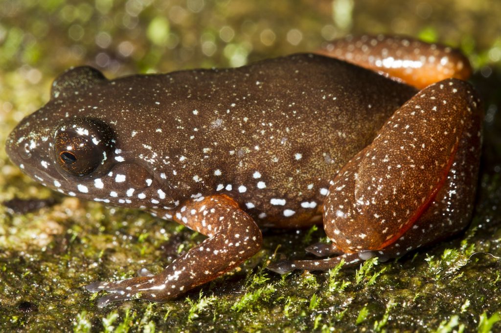 New frog species discovered in biodiversity hotspot in India - Earth.com