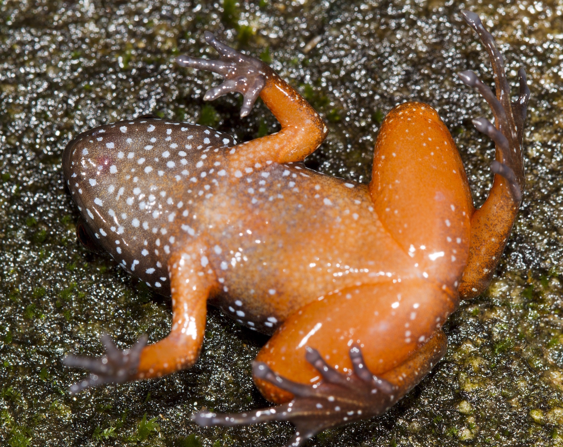 New Frog Species Discovered In Biodiversity Hotspot In India Earth