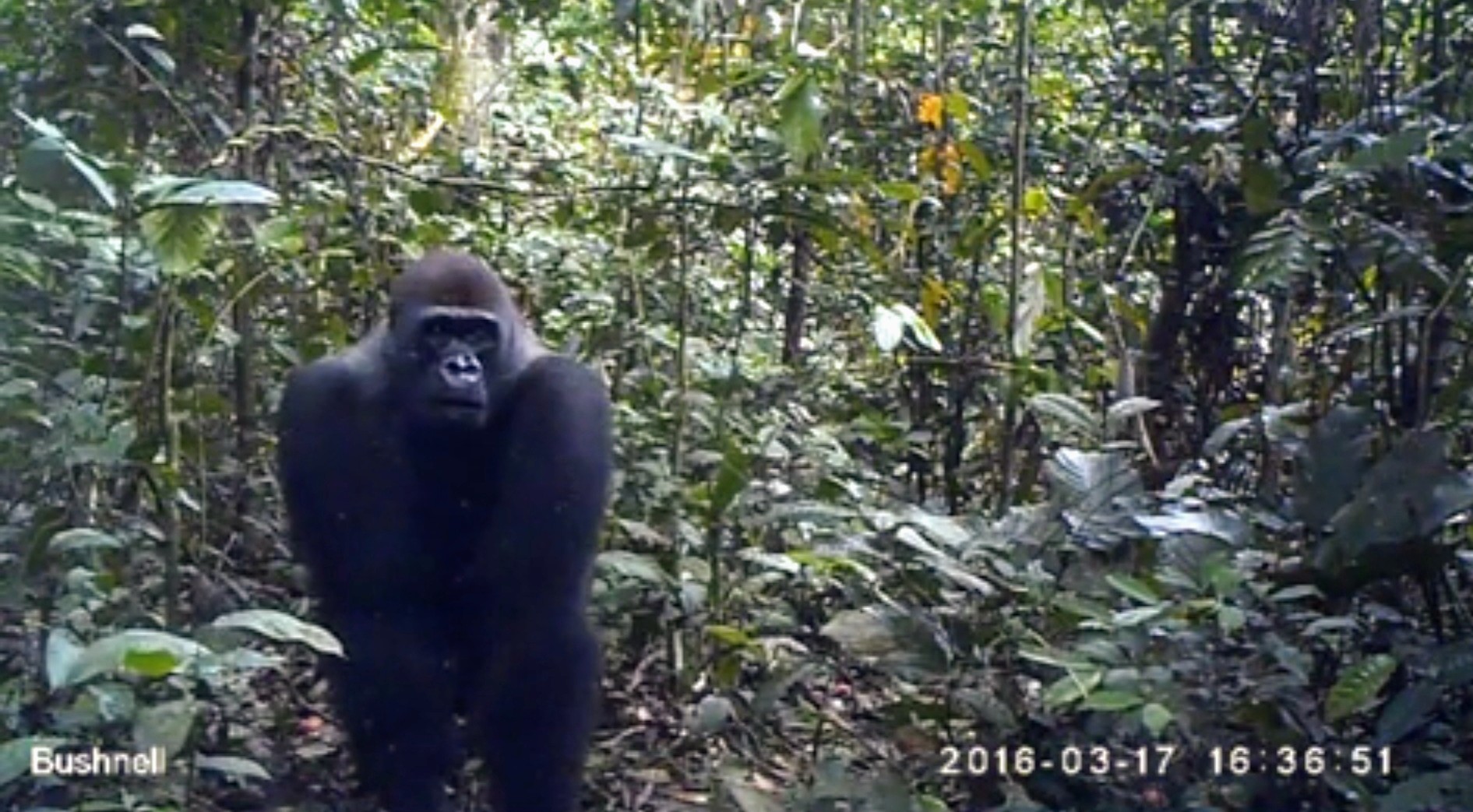 Candid camera reactions from wild apes - Earth.com