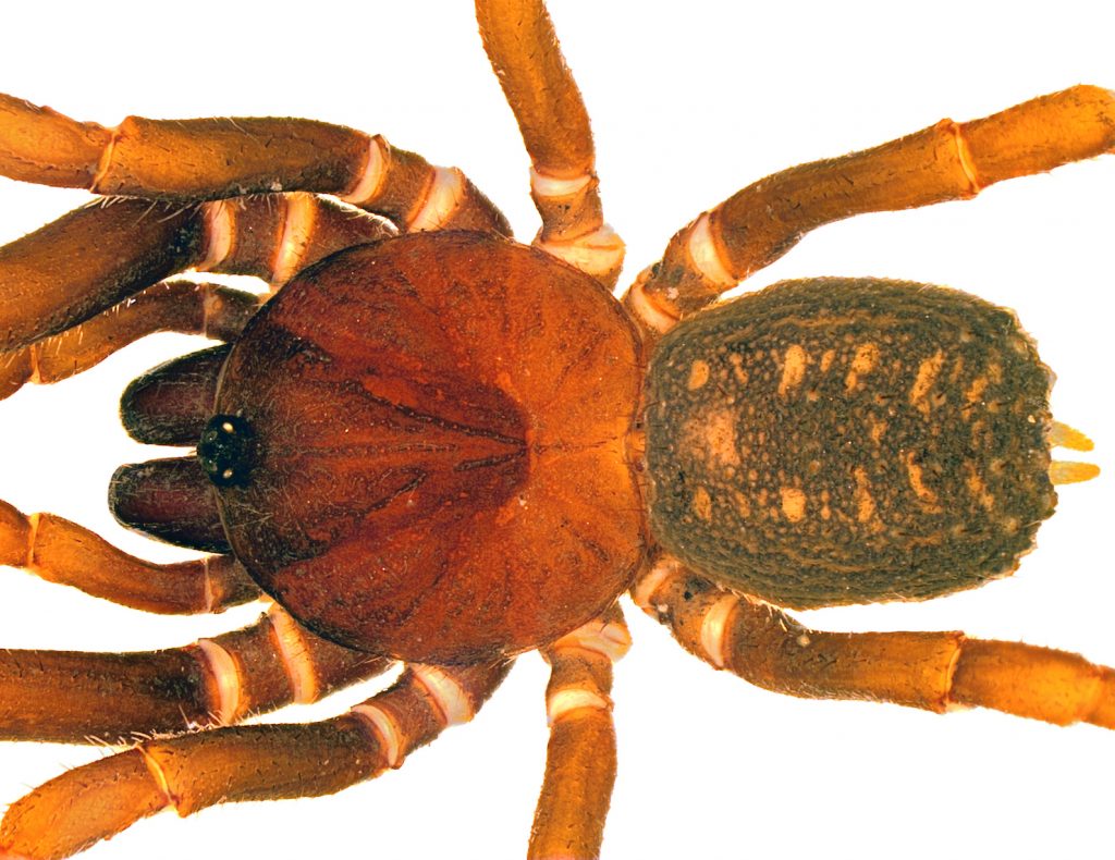 New genus of Colombian spiders named after Star Wars Stormtroopers ...