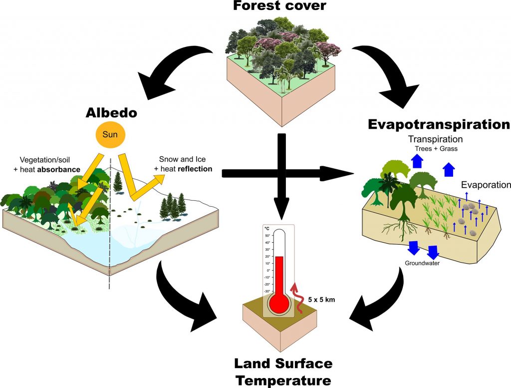 Deforestation in Brazil could increase local temperatures - Earth.com