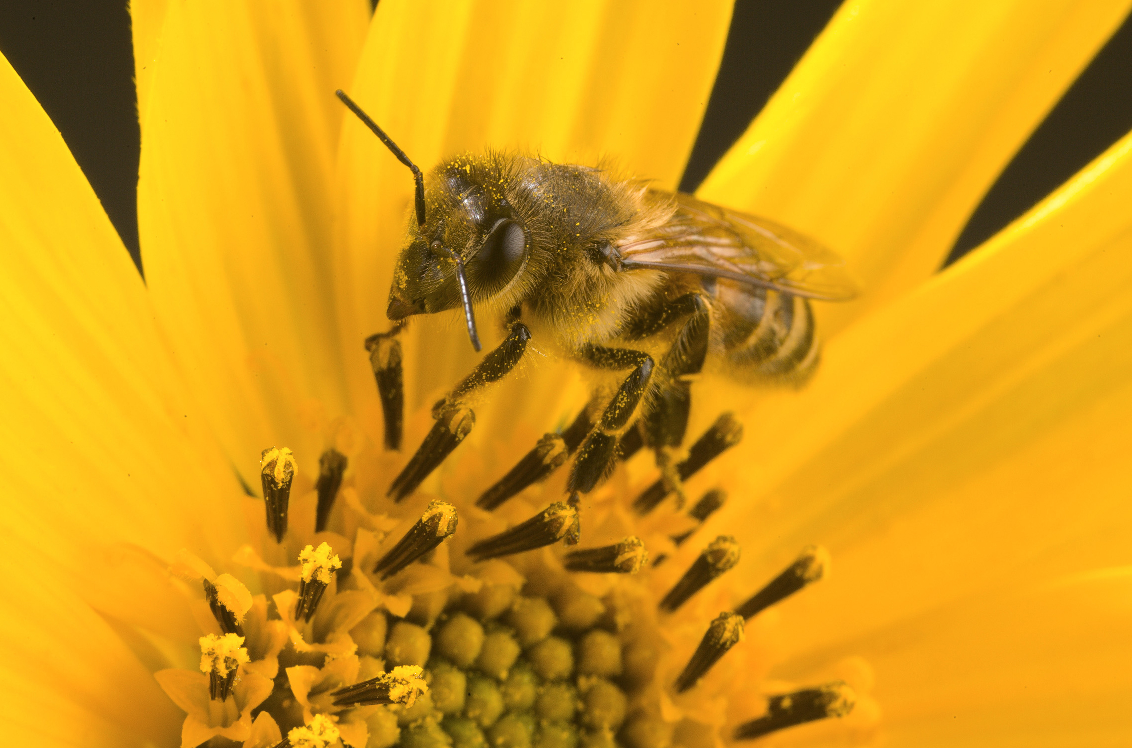 Honey bee colonies are healthier and more productive in non-crop fields ...