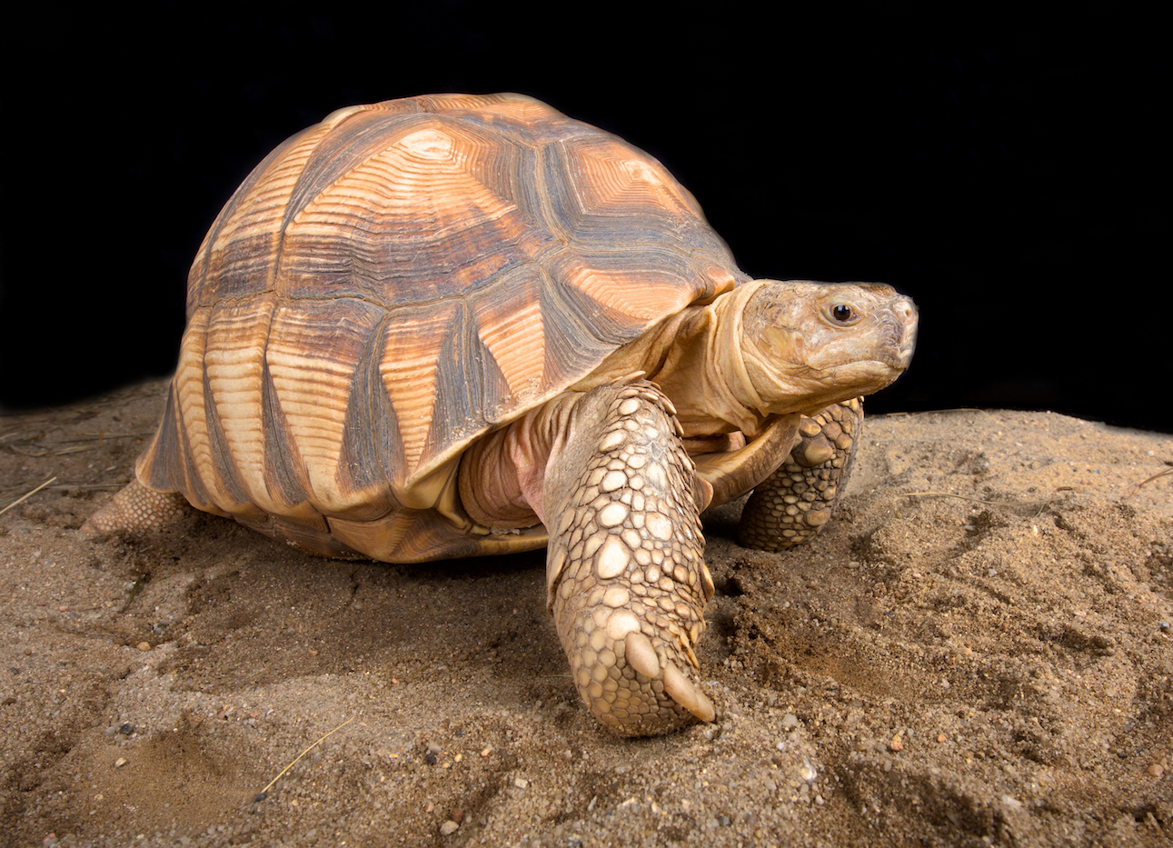Conservationists Brand Tortoise Shells To Save Species From The Pet 