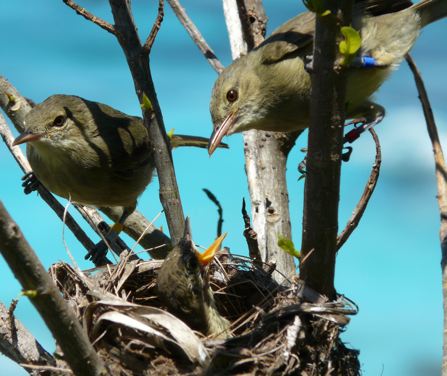 Female birds live longer lives when they have help raising the kids ...