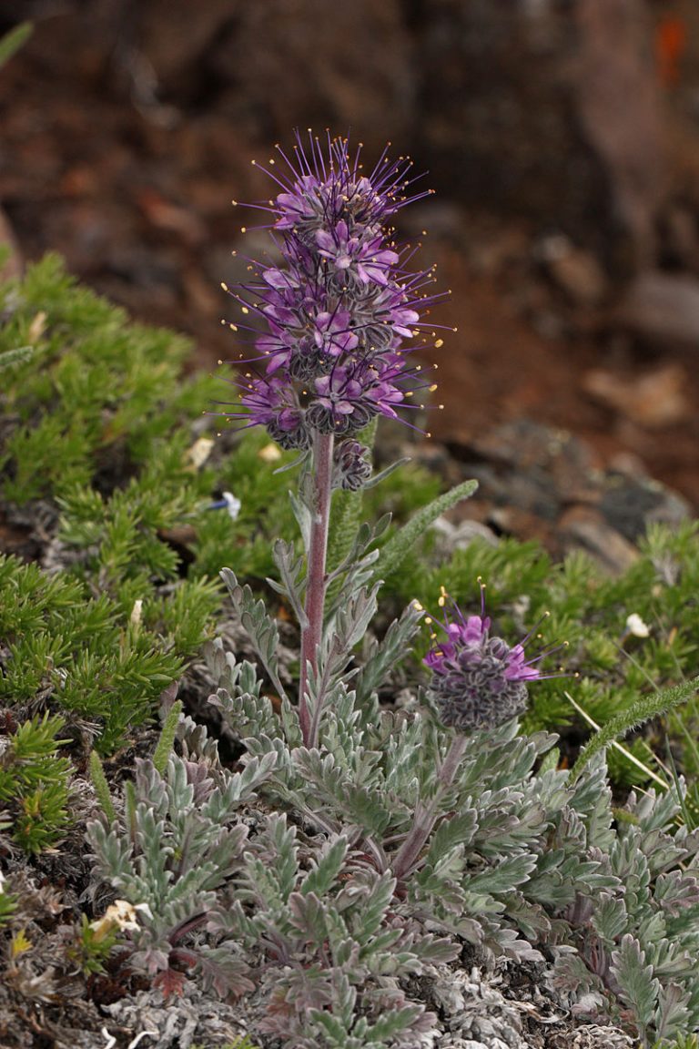 Alpine Plants To Look For When Hiking - Earth.com - Earthpedia