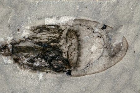 Paleontologists unearth a treasure trove of Cambrian fossils in China