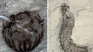 Paleontologists unearth a treasure trove of Cambrian fossils in China