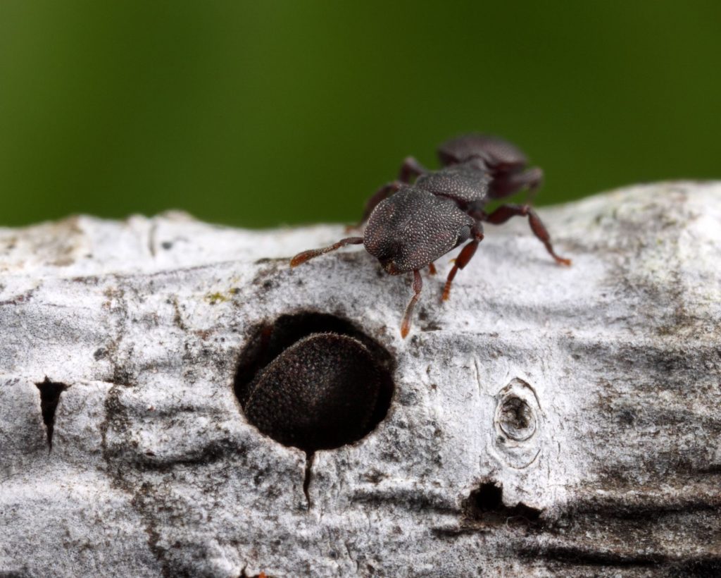 The role an ant plays in its colony is reflected in its neurobiology ...
